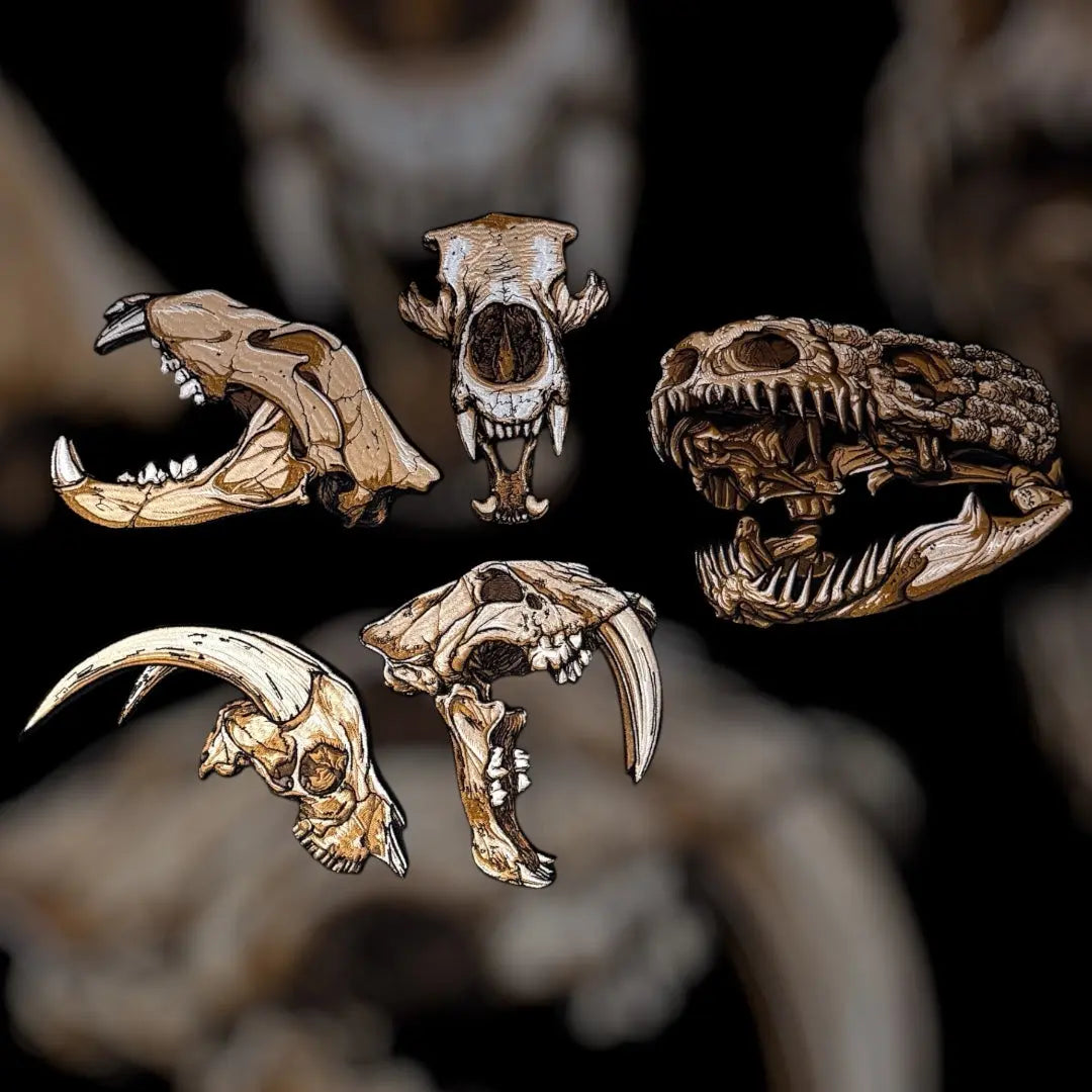 Anatomical Display Skulls – PATCHLAB